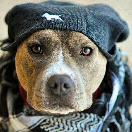 Hats – Original Bully Clothing Company